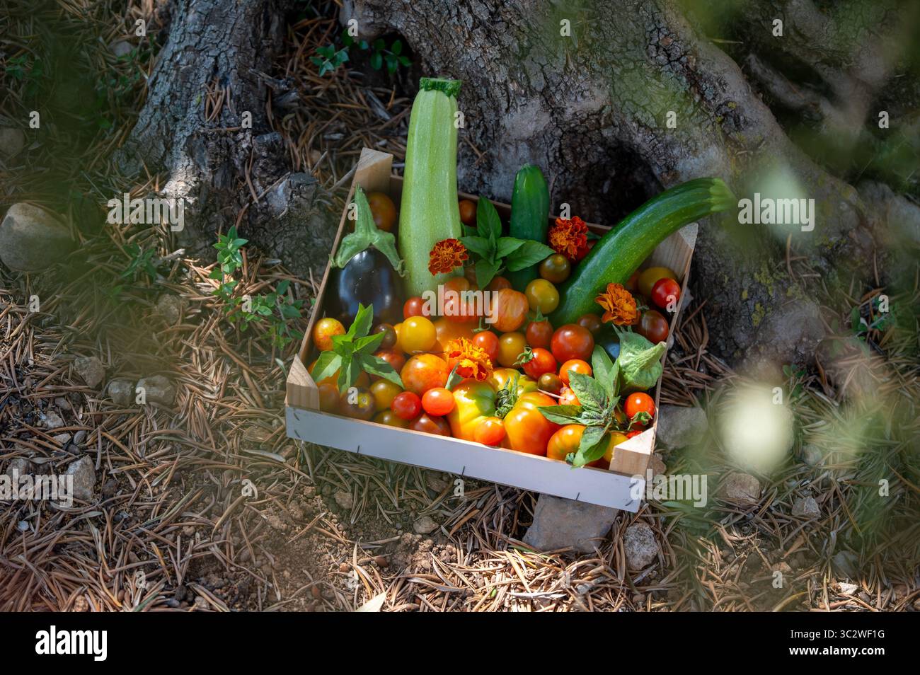 Harvest of Forgotten Vegetable Varieties from Heritage Seeds Stock ...
