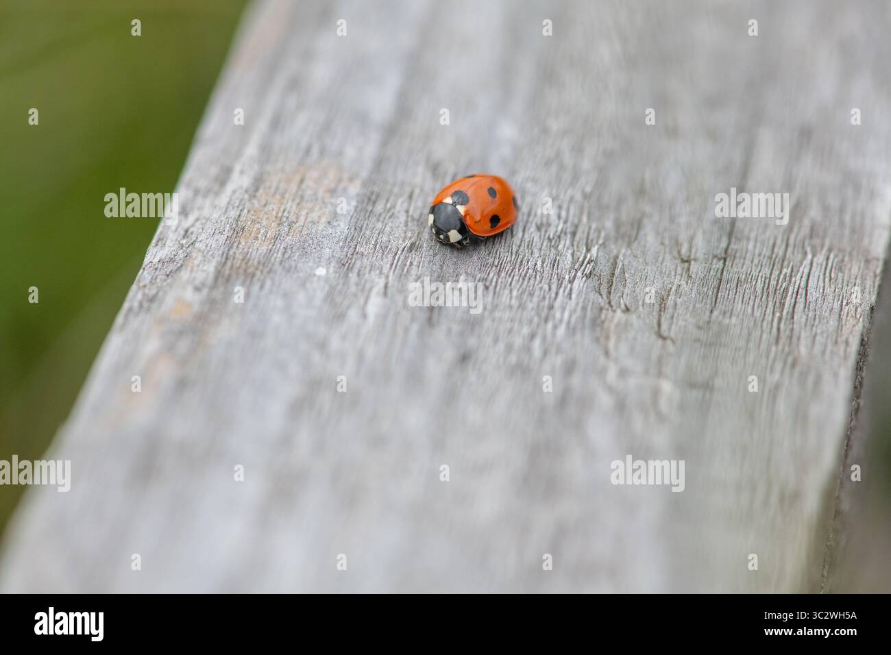 7-spot ladybird (Coccinella 7-punctata). Ladybirds are beetles and are ...