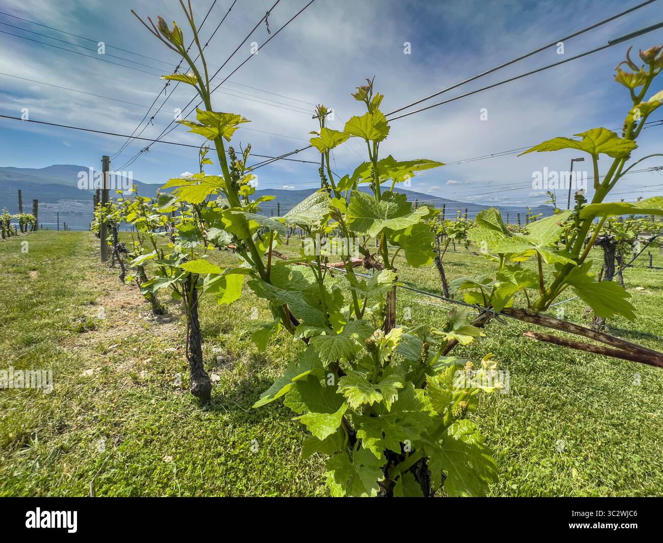 50th parallel estate hi-res stock photography and images - Alamy
