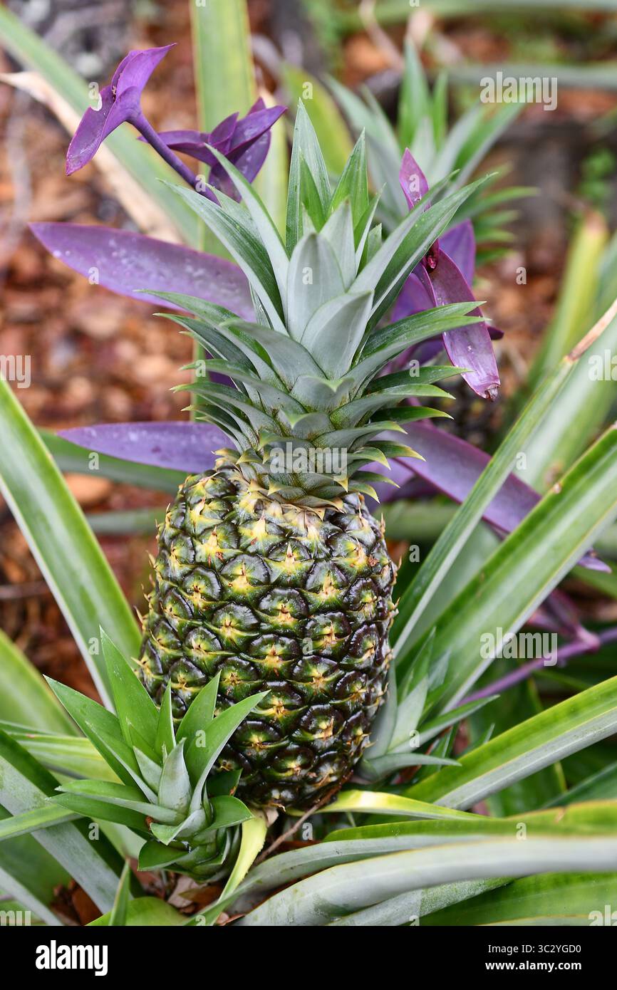 Florida native bromeliad hi-res stock photography and images - Alamy