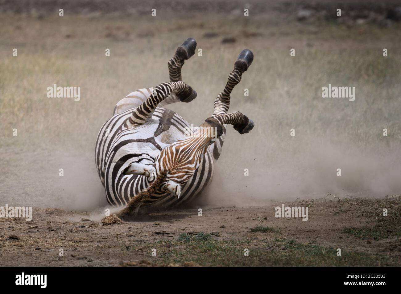 Ol pejeta conservancy zebra hi-res stock photography and images - Alamy