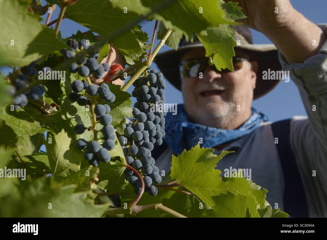 Leon millot grapes hi-res stock photography and images - Alamy