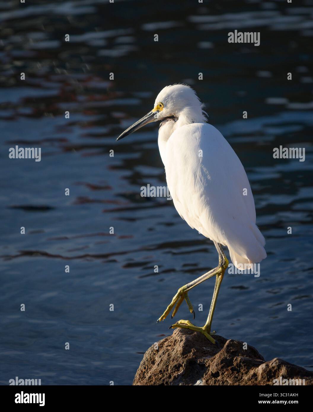 Snowy Egret at Loreto, Baja California Sur, Mexico Stock Photo - Alamy