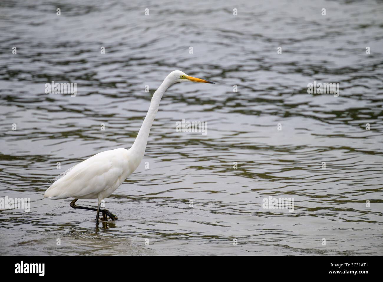 Great Egret at Big Possum Beach on the Tasman Peninsula; Tasmania ...