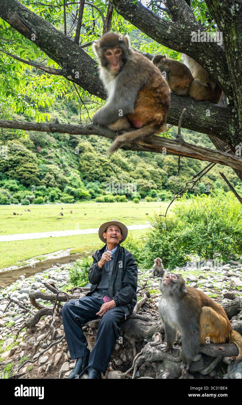 (250725) -- BEIJING, July 25, 2025 (Xinhua) -- Tobgye observes Tibetan macaques on a tree at ...