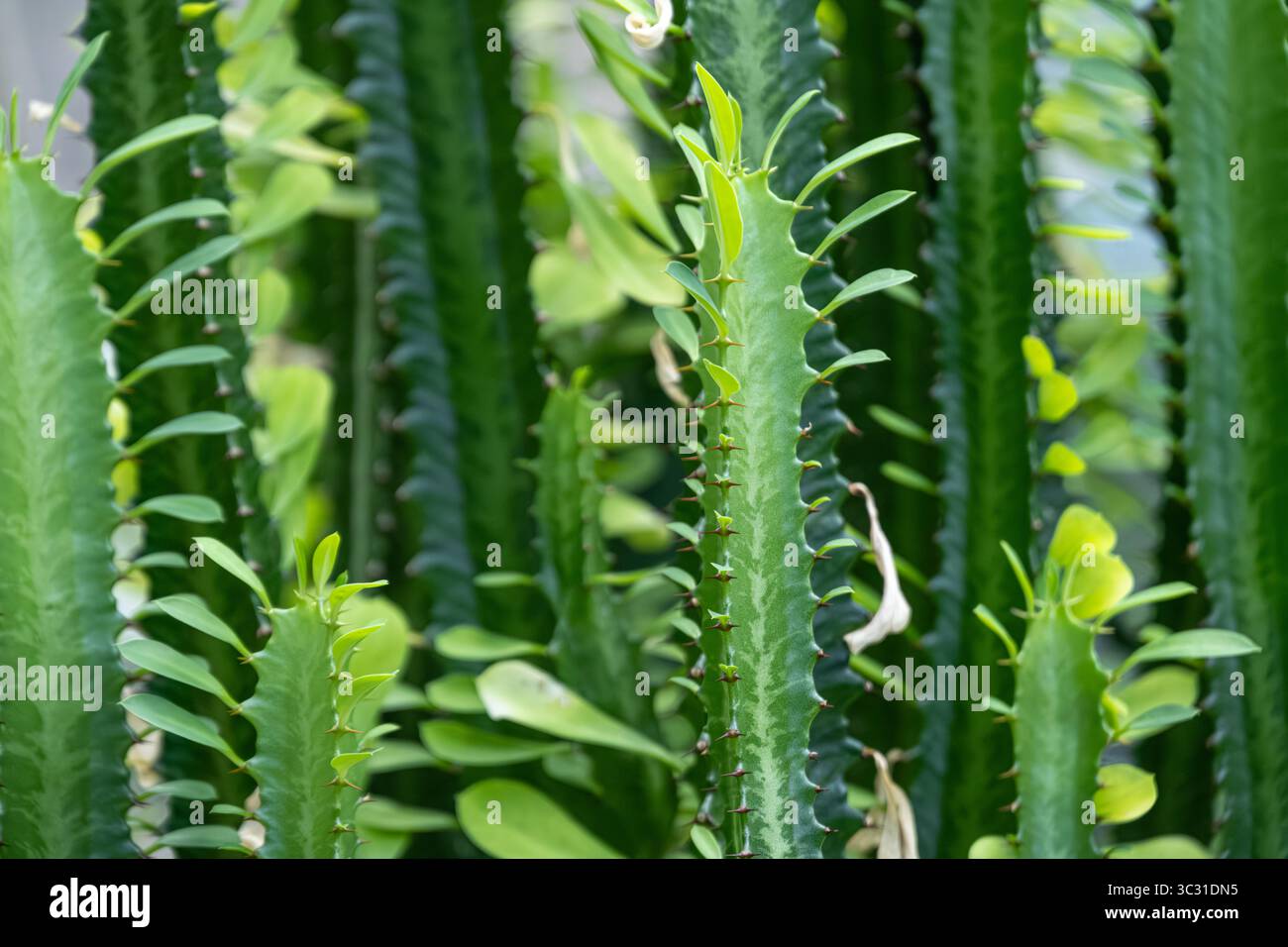 African milk tree (Euphorbia trigona) in the Desert House of the ...
