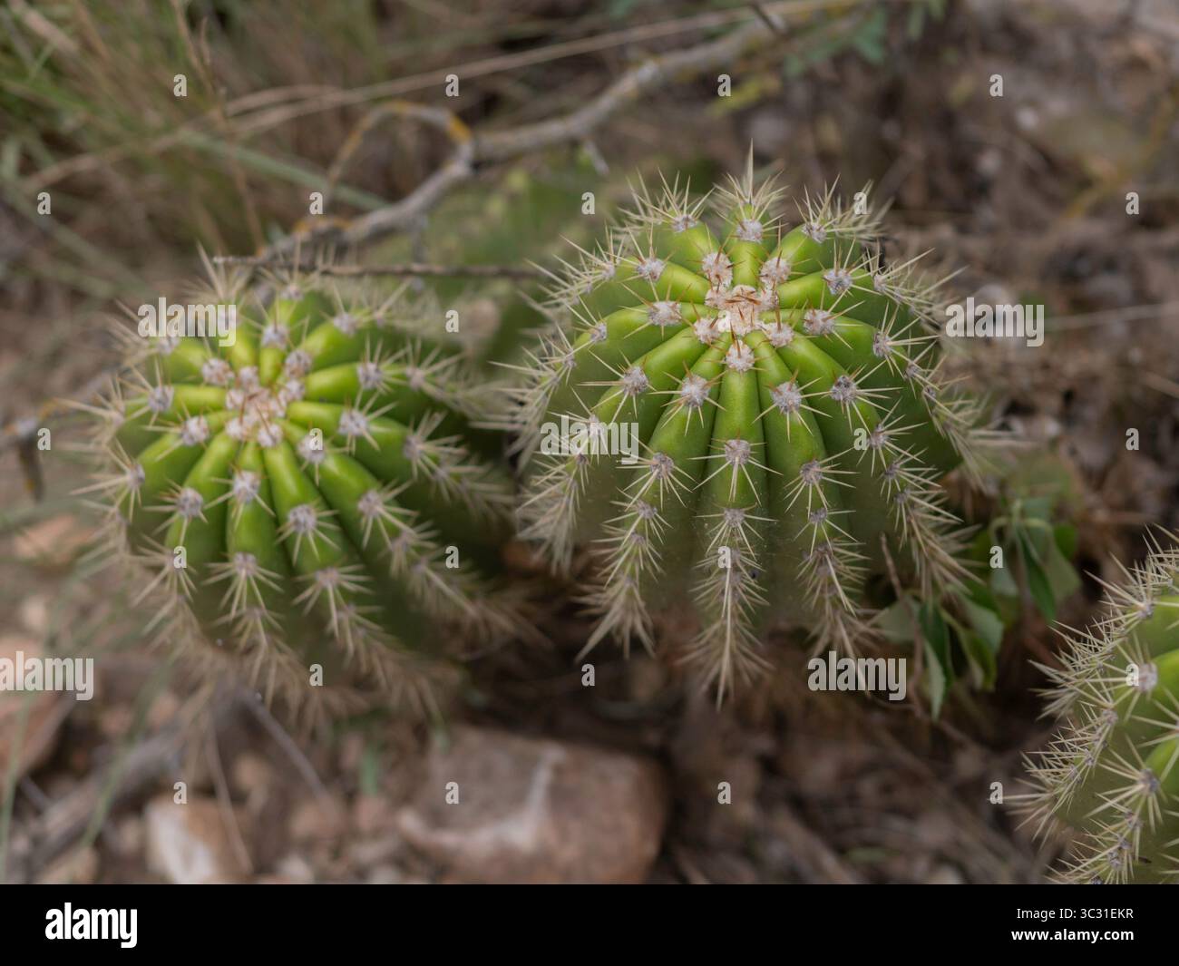 Two cacti standing side by side in a desert landscape, showcasing the ...