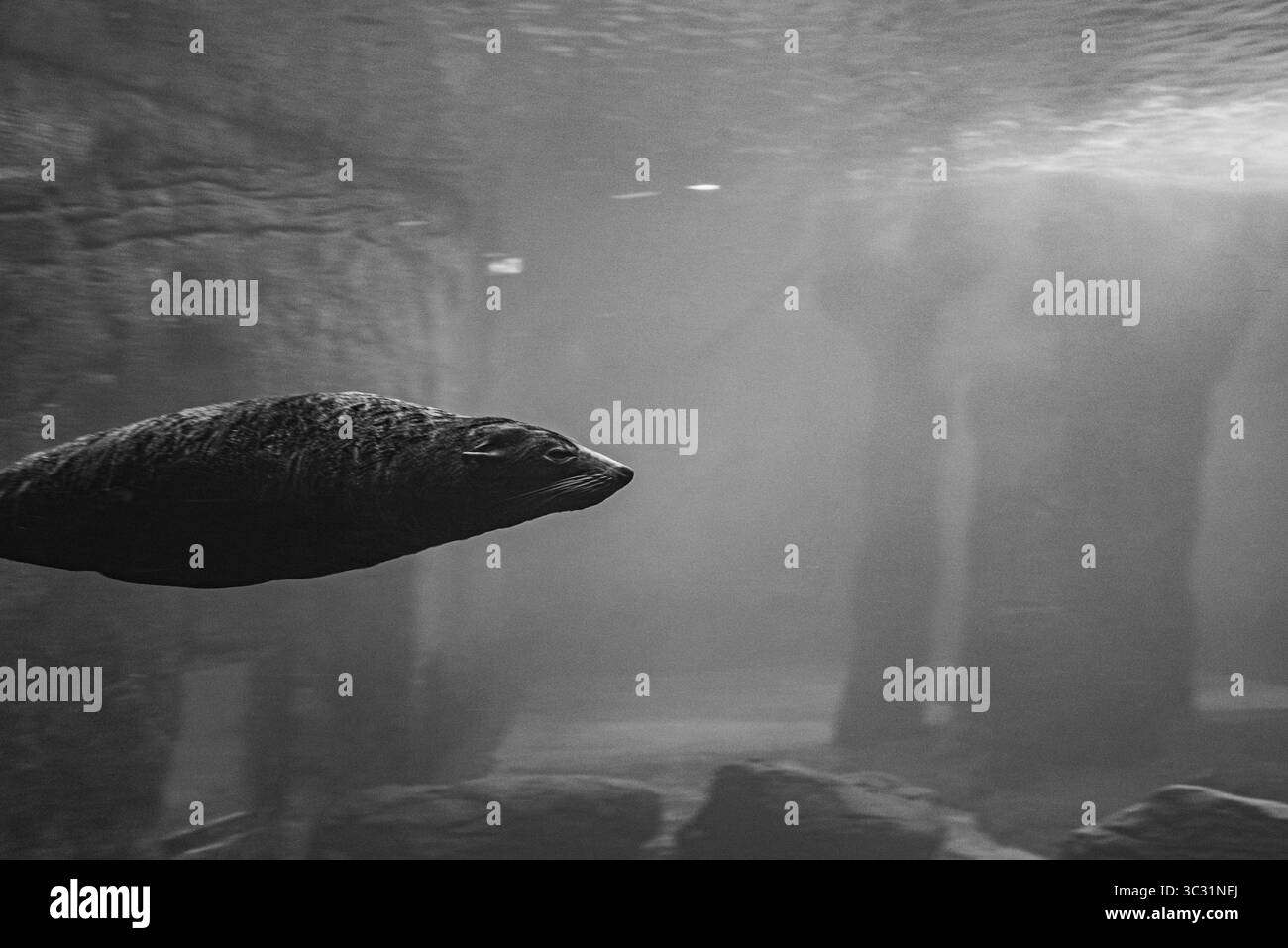 Activie Black and White Stock Photos & Images - Alamy