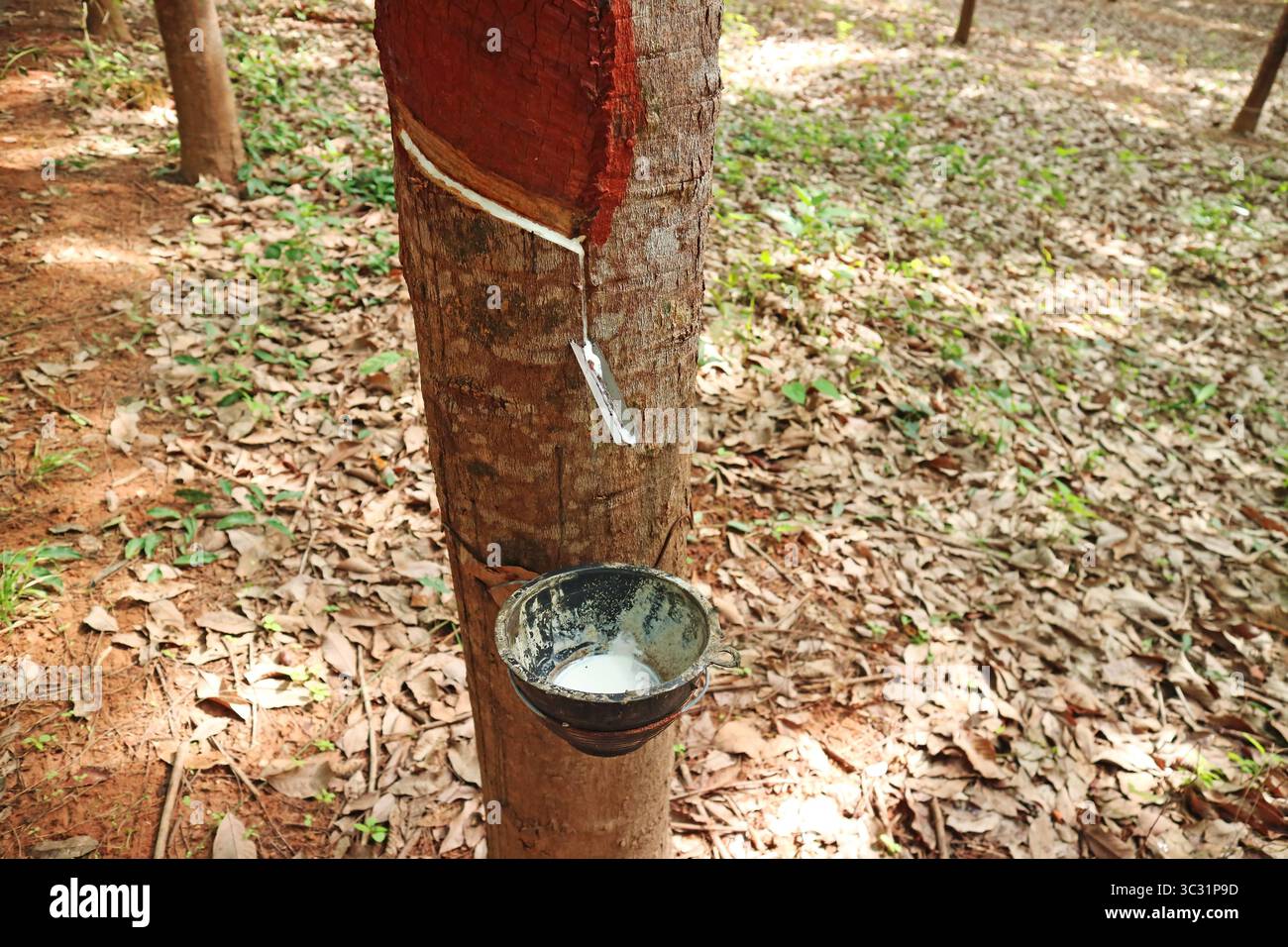 Natural Rubber Tapping Process in the Eastern Region Plantation of ...