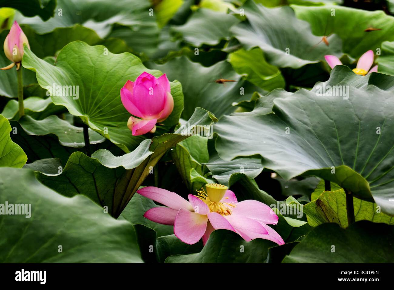 Lotus flowers bloom in Dalian City, northeast China's Liaoning Province ...