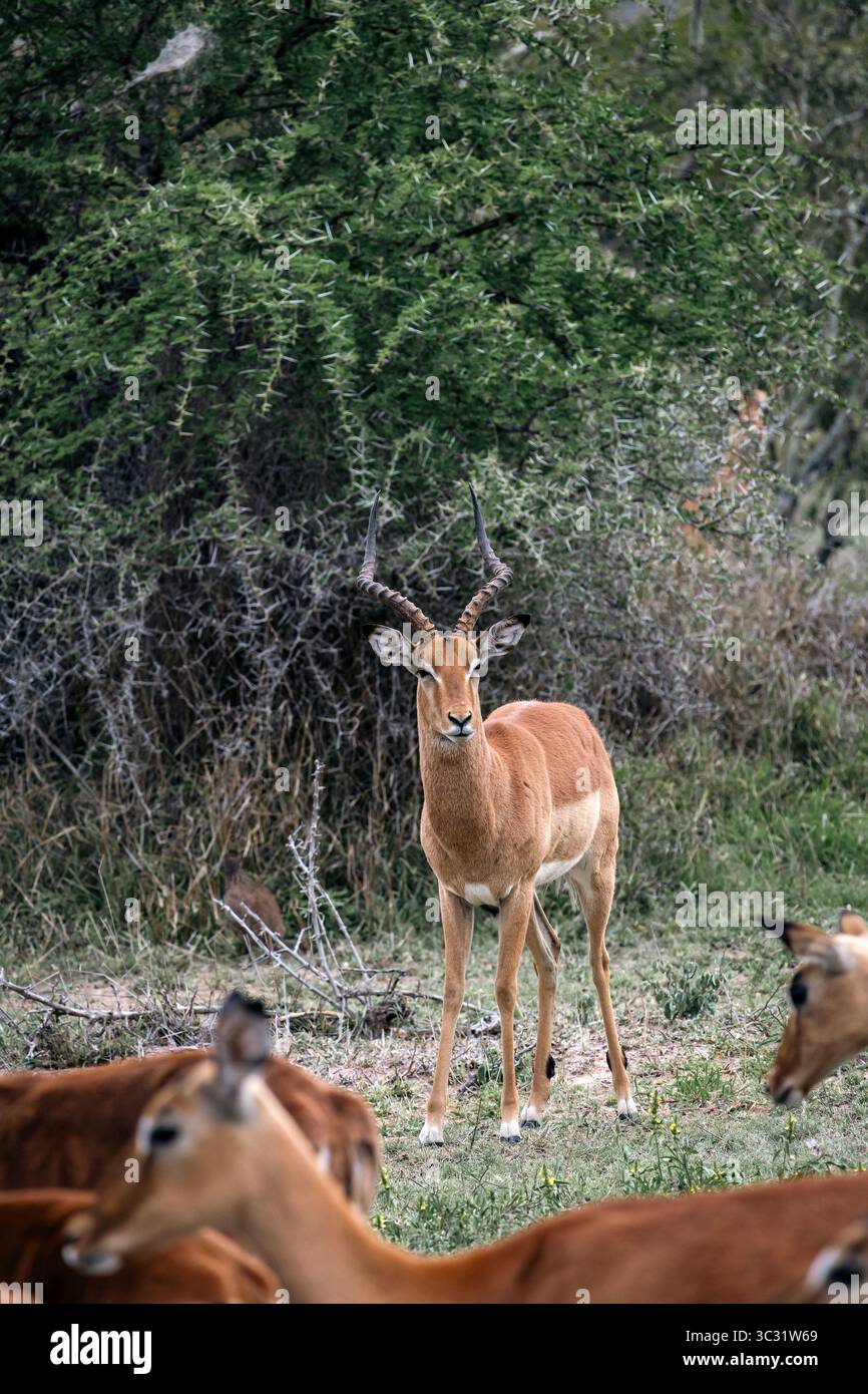 impala male in savanna, African black-footed antelope with lyre horns ...