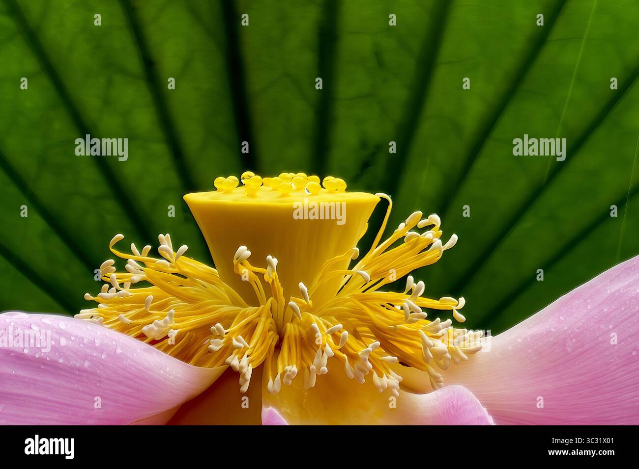 Lotus flowers bloom in Dalian City, northeast China's Liaoning Province ...