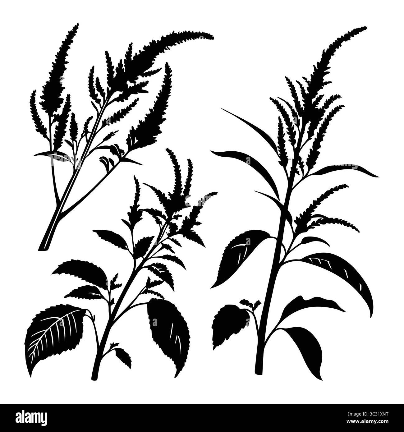 Amaranth Silhouette Illustrations of Herbs and Plants with Detailed ...