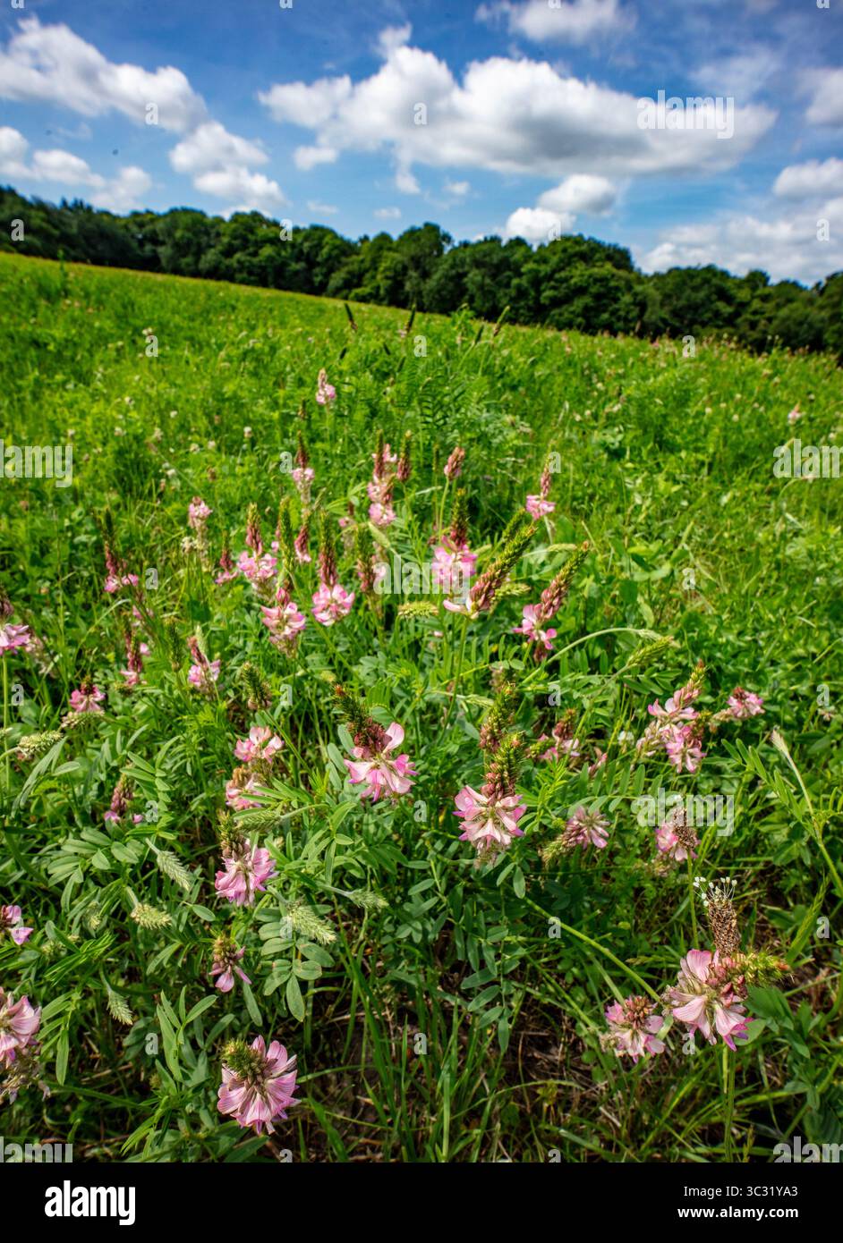 Agricultural field with Onobrychis viciifolia, O. sativa, common ...