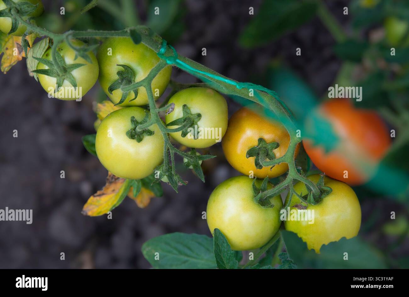 Clusters of vine ripened tomatoes hi-res stock photography and images ...