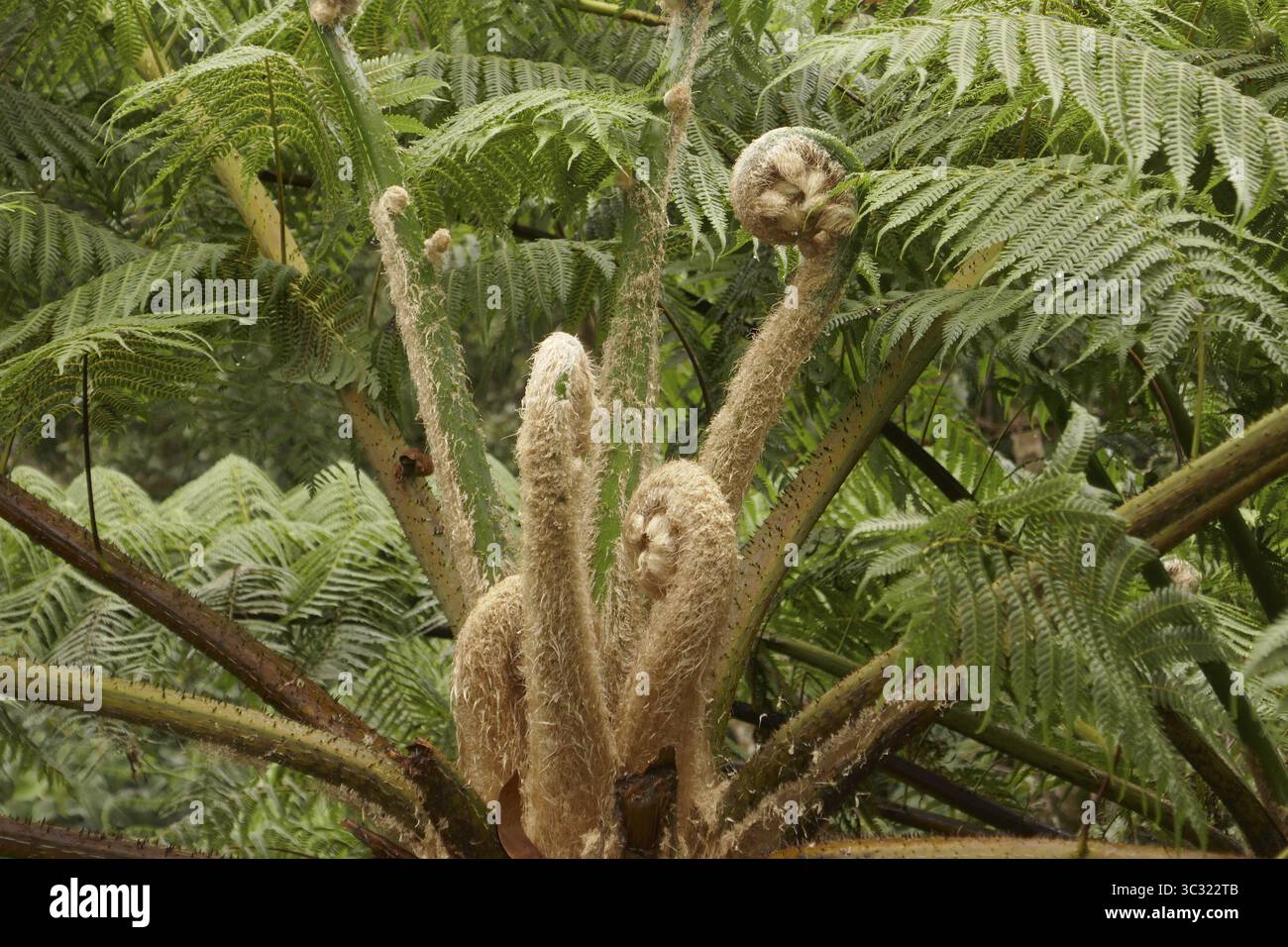 Tropical rainforest, tree fern, protected area, Northern Negros Natural ...