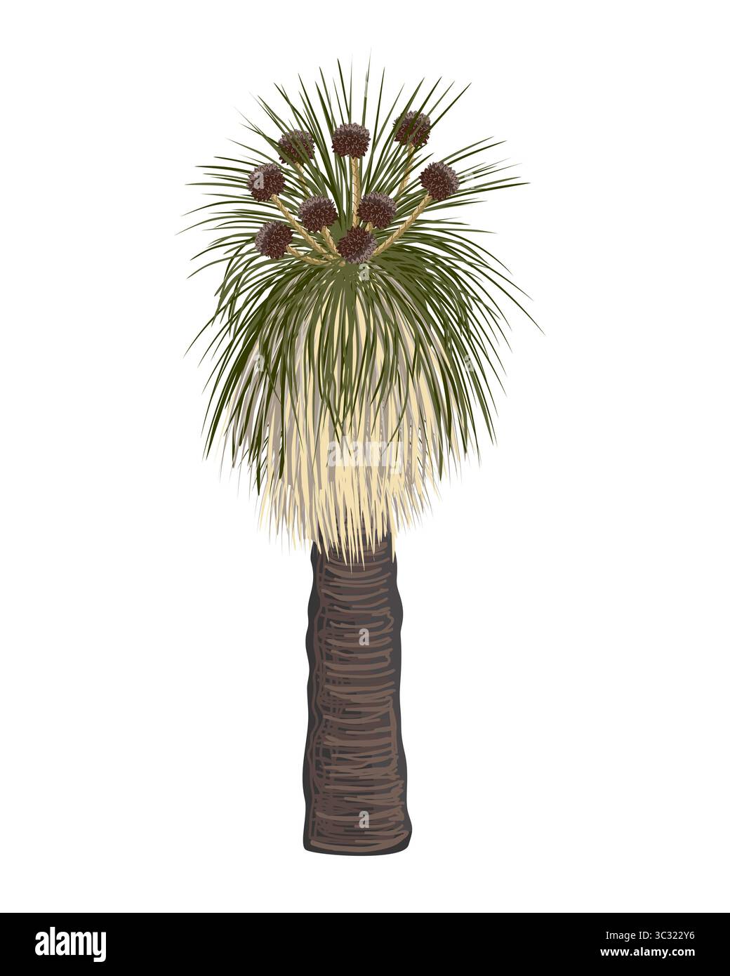 Kingia australis tree with flower vector isolated illustration. The ...