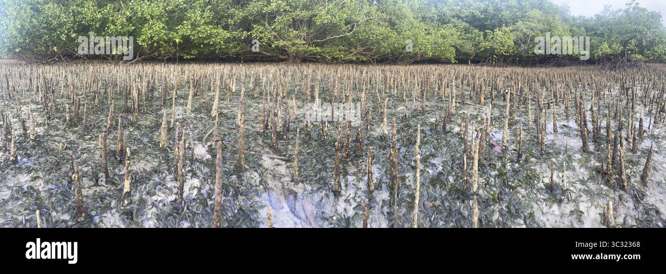 Aerial roots of the mangrove (Sonneratia alba), Panorama, Mangroves are ...