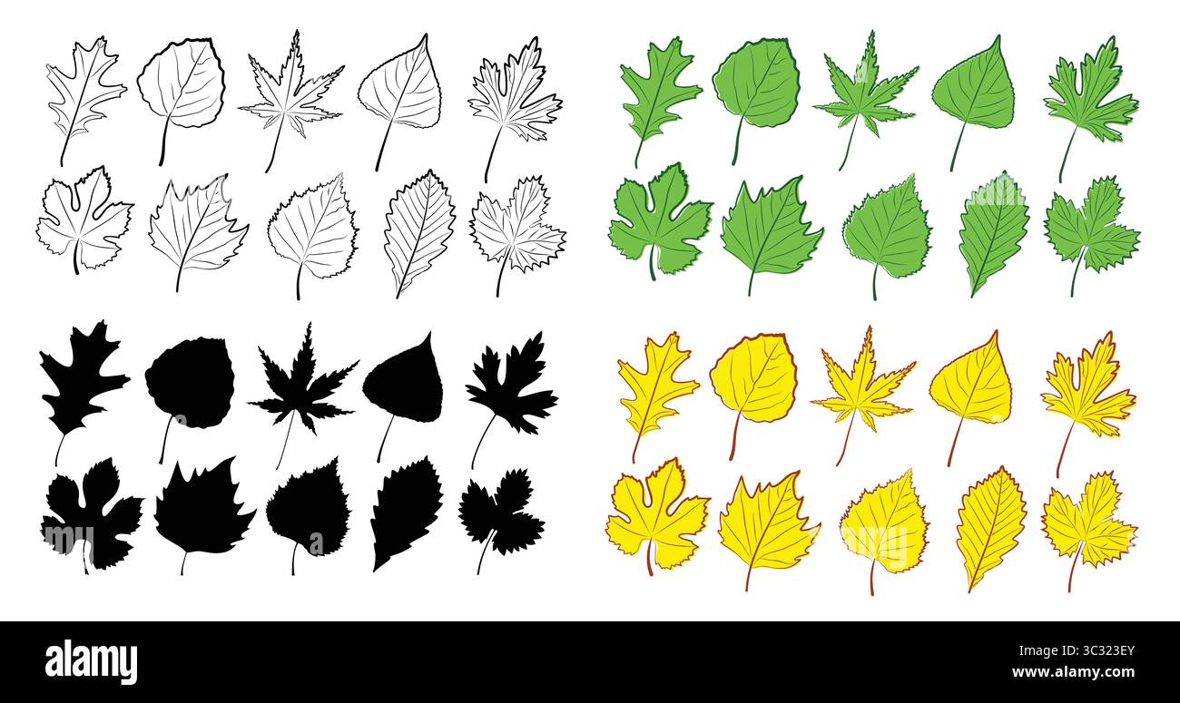 Yellow poplar tree Stock Vector Images - Alamy