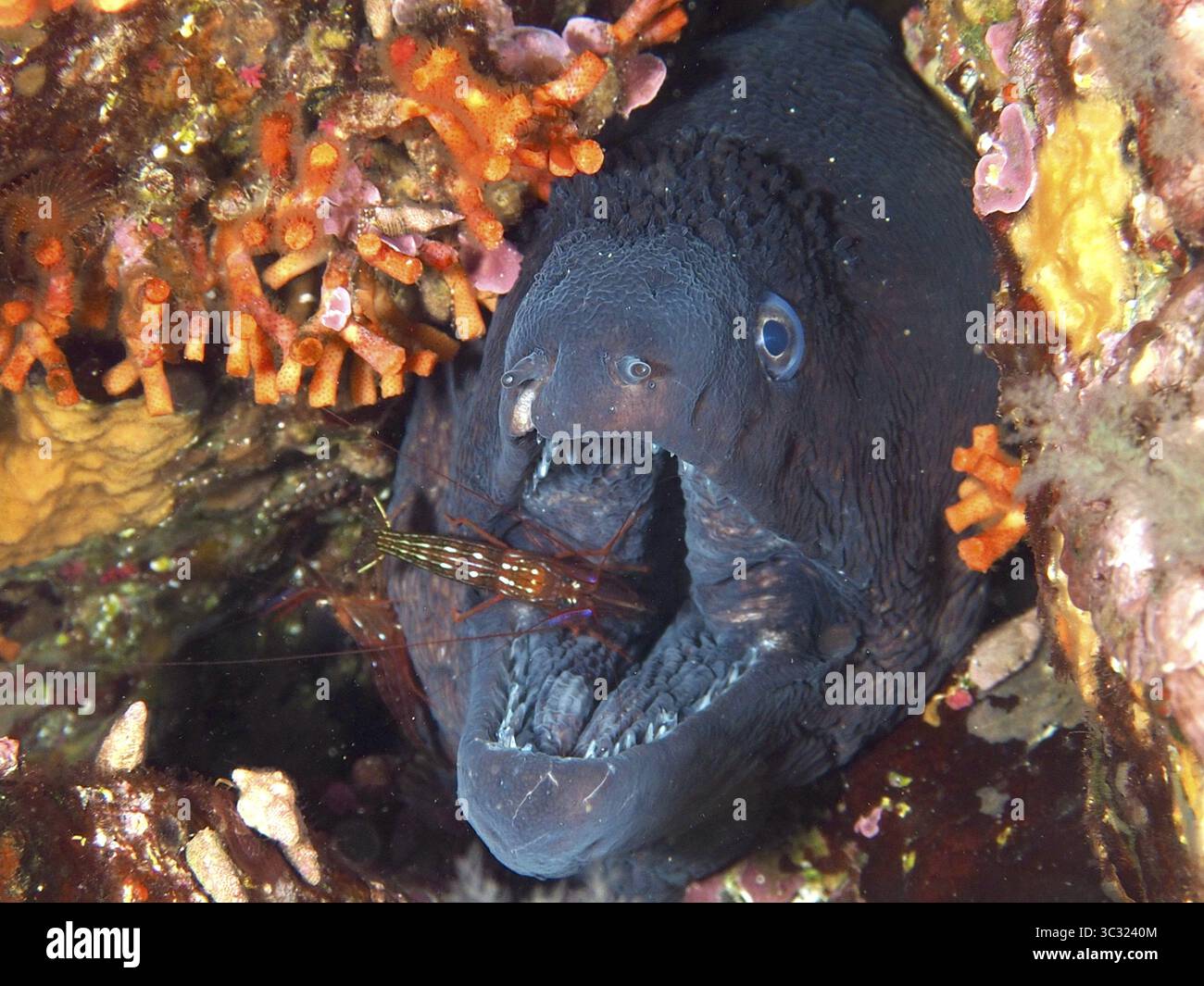 Mediterranean moray eel (Muraena helena) with its mouth wide open being ...