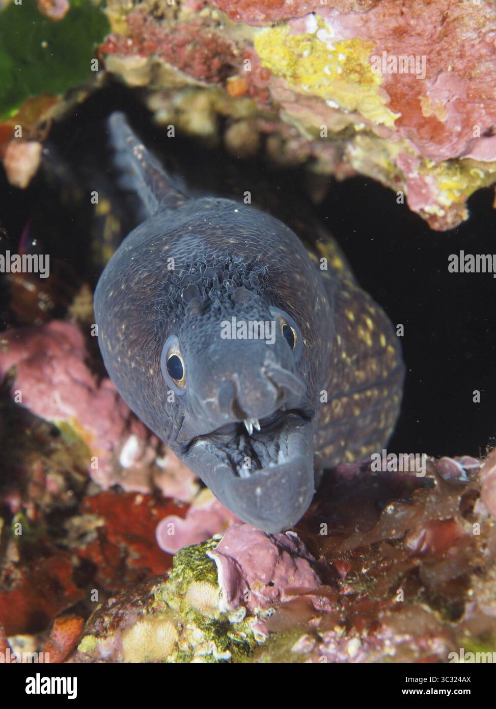 Mediterranean moray eel (Muraena helena) opens its mouth, showing teeth ...