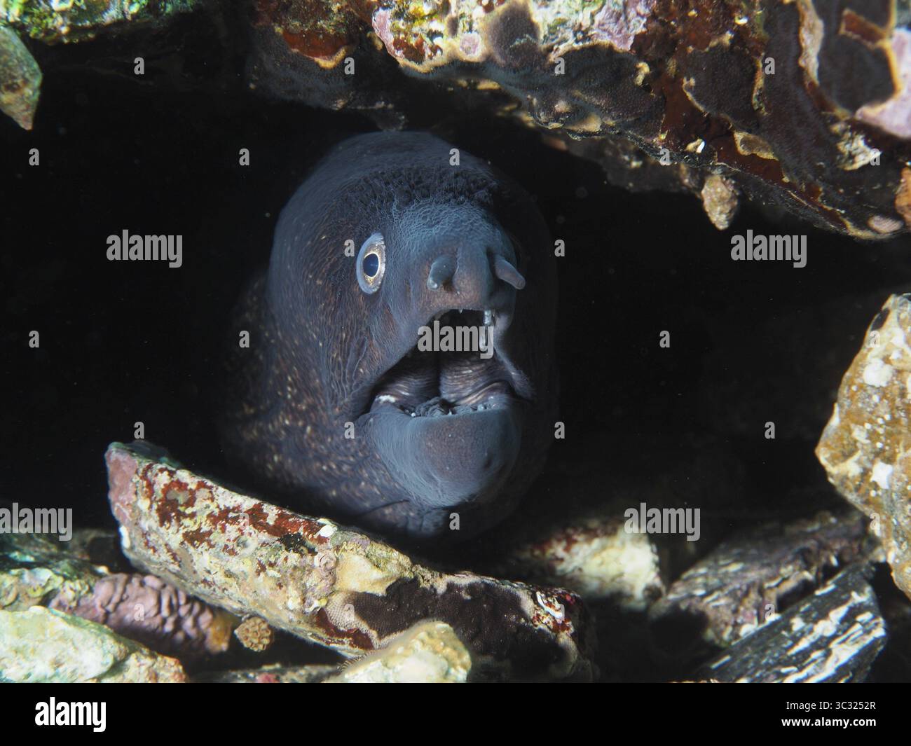 Mediterranean moray eel (Muraena helena) with open mouth in a dark ...
