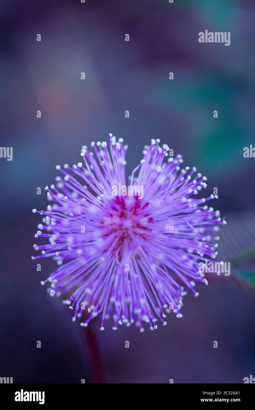 Sensitive plant sleepy flower hi-res stock photography and images - Alamy