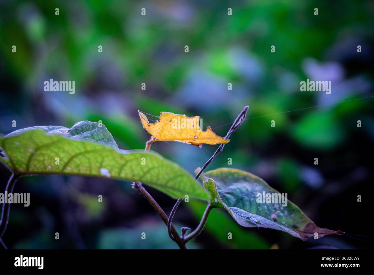 Green vines grass plant hi-res stock photography and images - Alamy