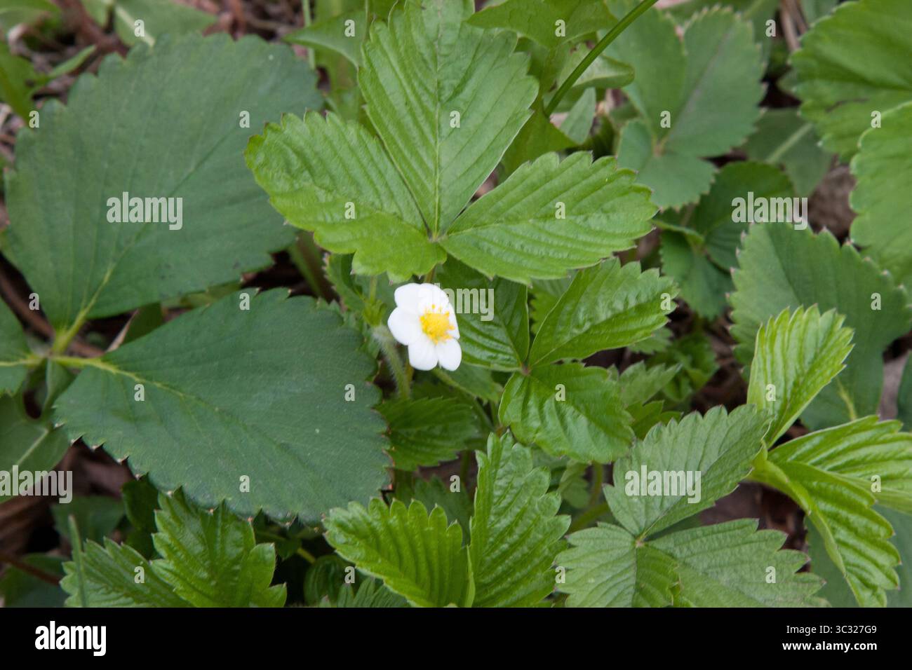 Strawberry flowers in the vegetable garden in spring. A flowering ...