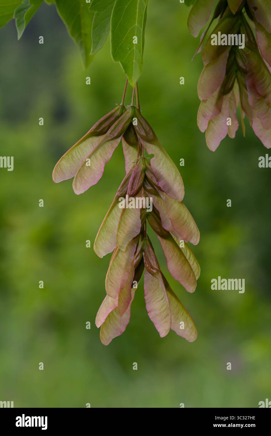 Winged seeds of Acer negundo dangle from a branch showcasing their ...