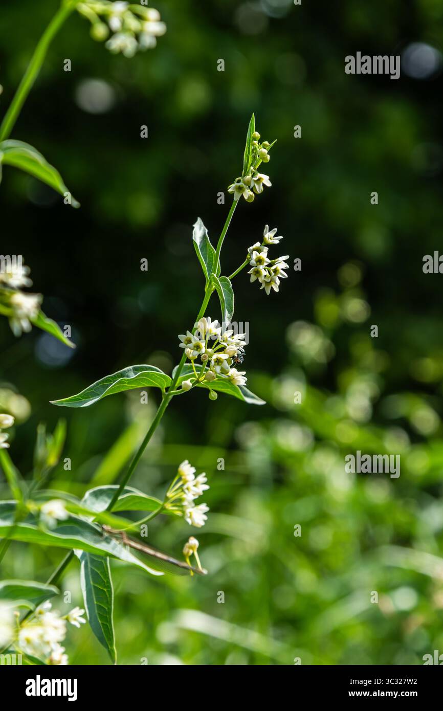Vincetoxicum hirundinaria known as White Swallow-wort features delicate ...