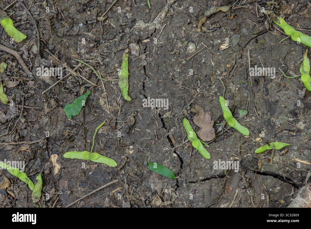 Bright green maple seeds are scattered on the moist ground highlighting ...