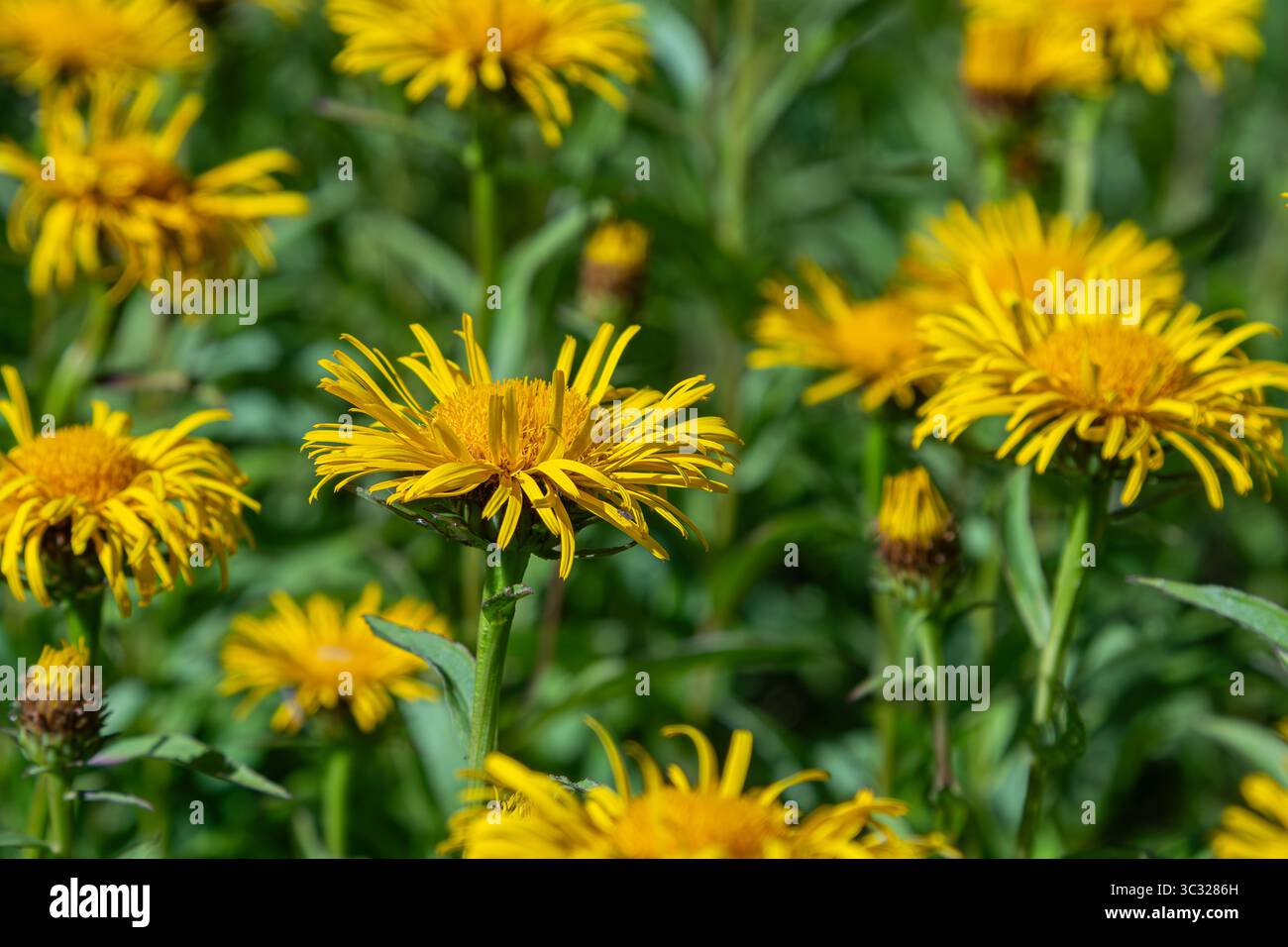Bright yellow blooms of Inula salicina spread across garden with ...