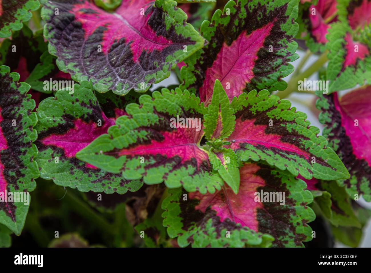 Lush foliage of Plectranthus scutellarioides displays bright pink and ...