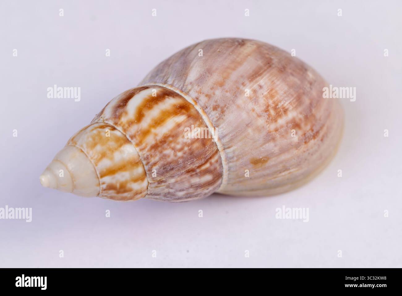 one empty shell of marine mollusks stacked in one pile, dumped together ...