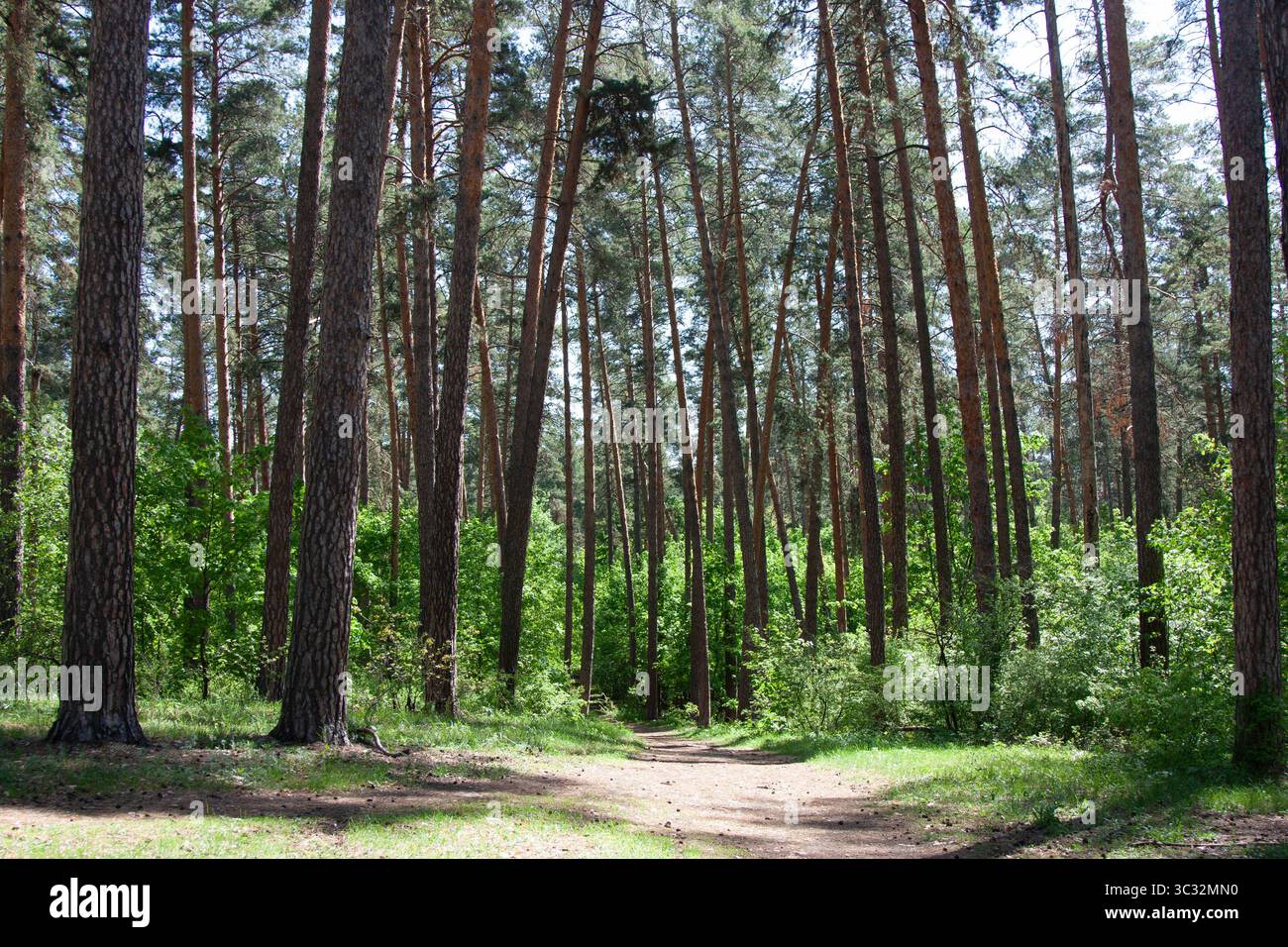 Forest landscape. Deep tall pine forest. A peaceful trail winds through ...