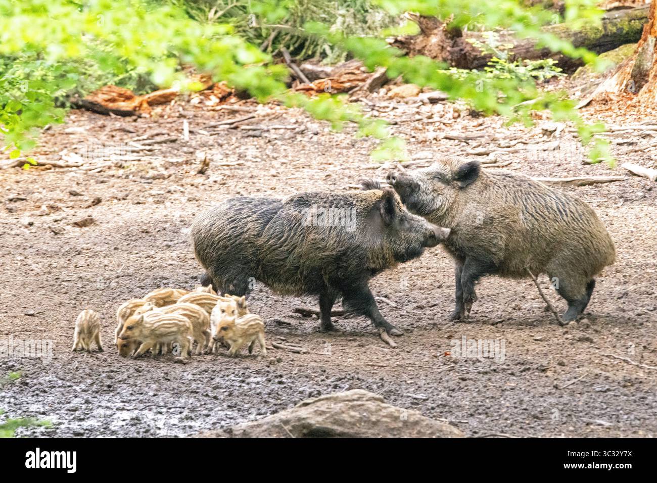 Schwarzwild im Frühlingswald, bristle animals,real pigs,young wild ...