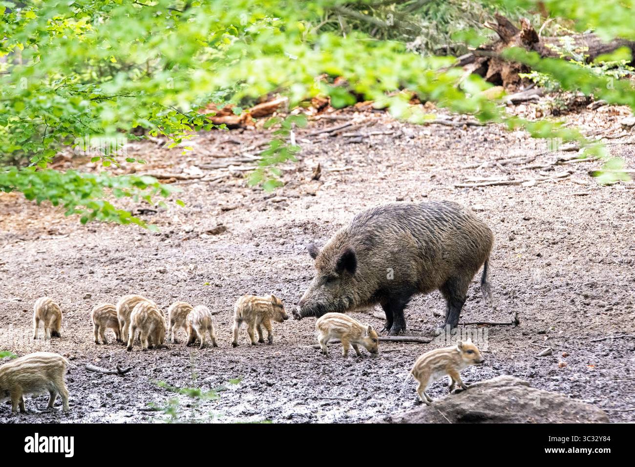 Schwarzwild im Frühlingswald, bristle animals,real pigs,young wild ...