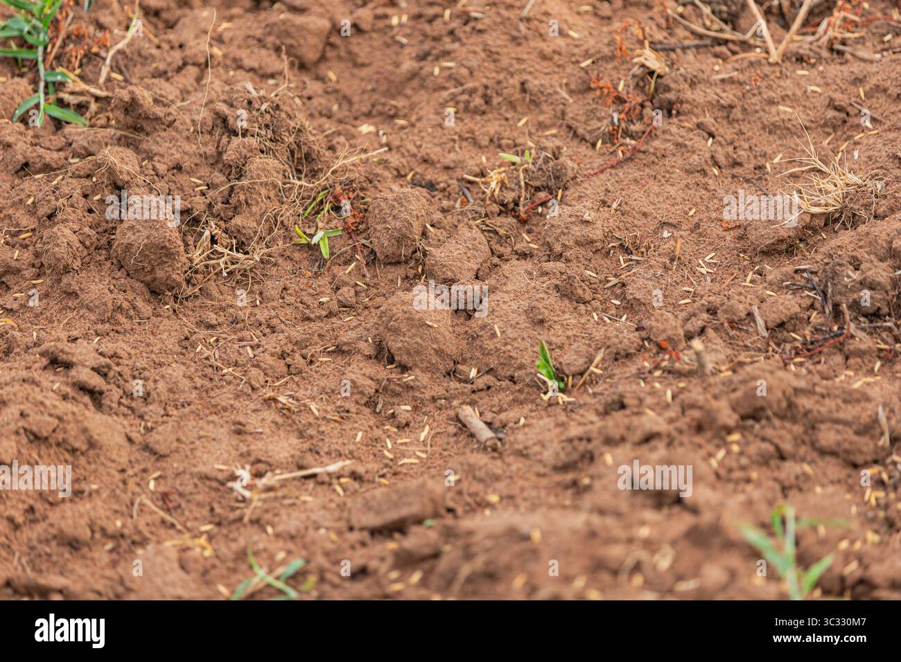 Agriculture and growth process of plants from seed hi-res stock ...