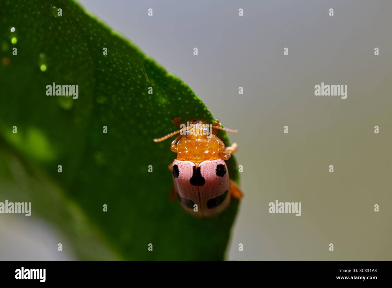 Ladybug colorado potato beetle hi-res stock photography and images - Alamy