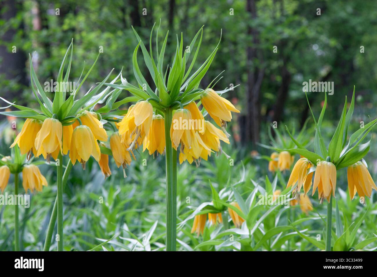 Yellow flowers. Yellow Crown imperial flowers blooming in the spring ...