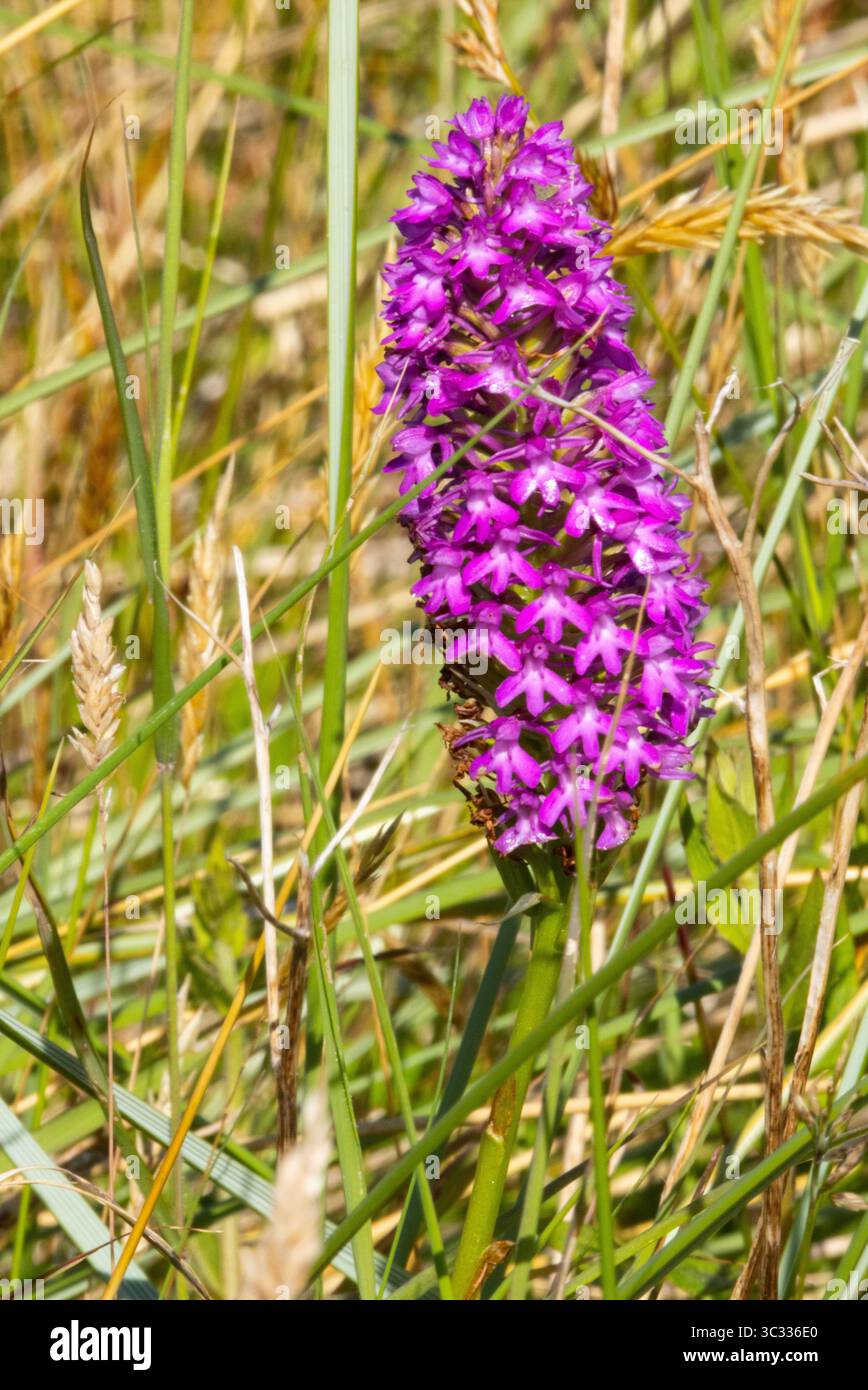A tall robust orchid, the Southern Marsh Orchid is a deep pinkish ...