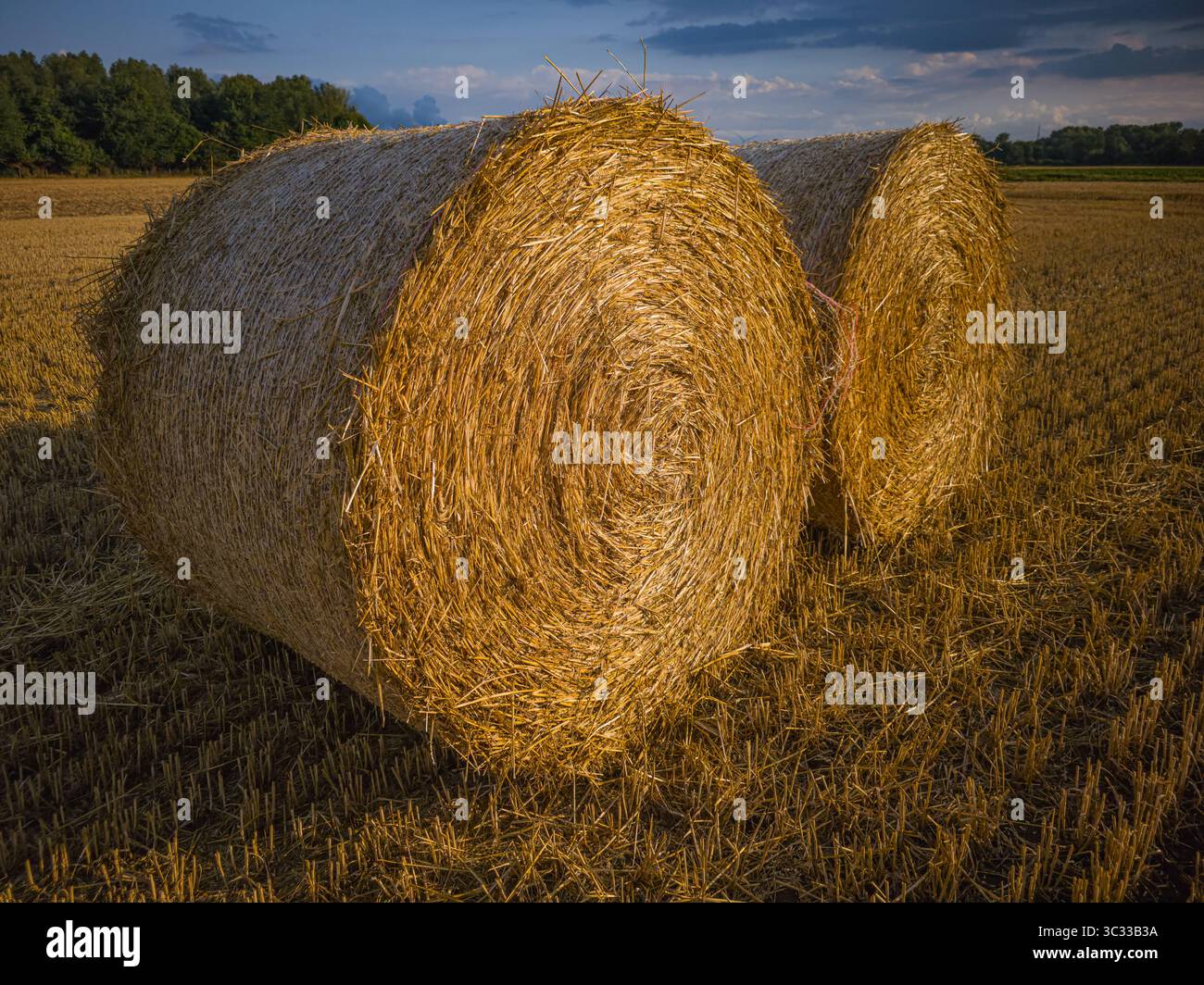 Round hay bales on a stubble field at sunset near Jülich, Germany, July ...