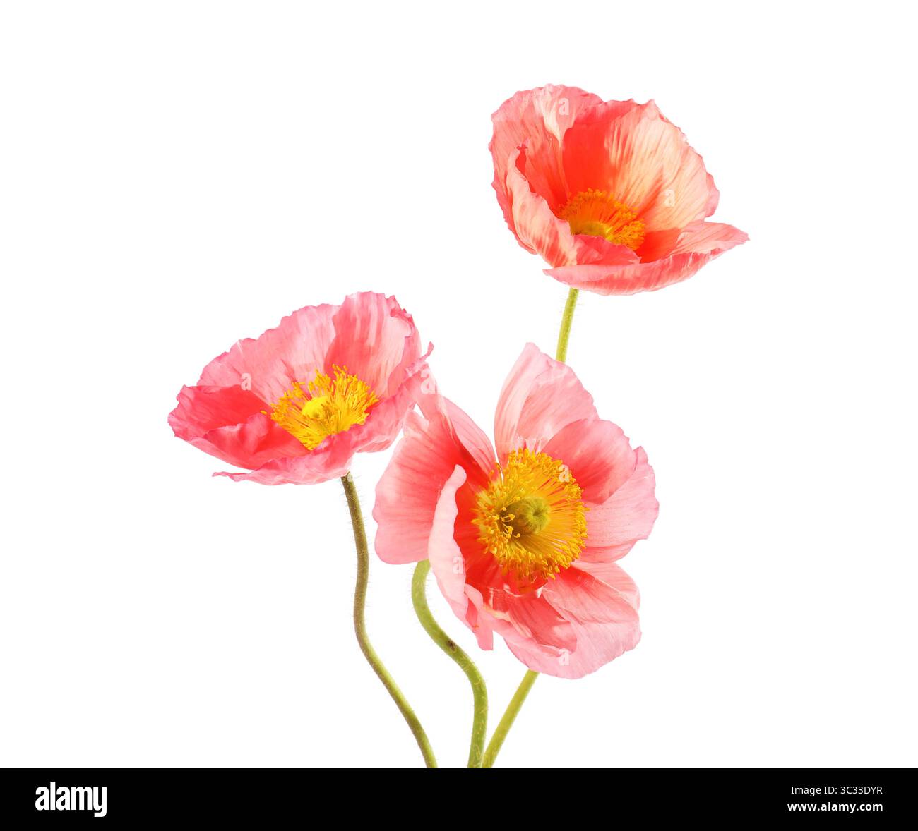 Three beautiful poppy flowers isolated on white Stock Photo - Alamy
