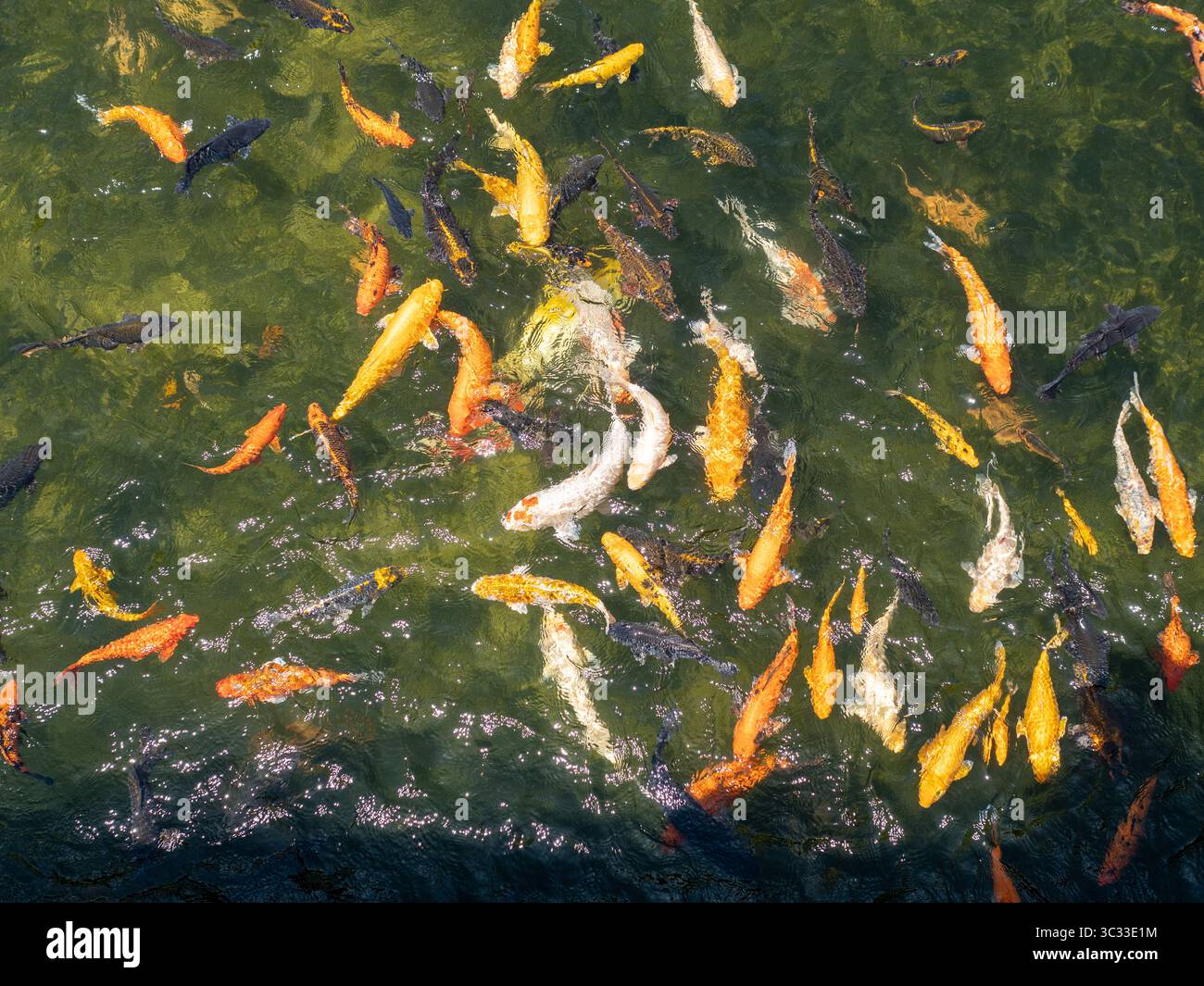 Top view fancy carp fish hi-res stock photography and images - Alamy