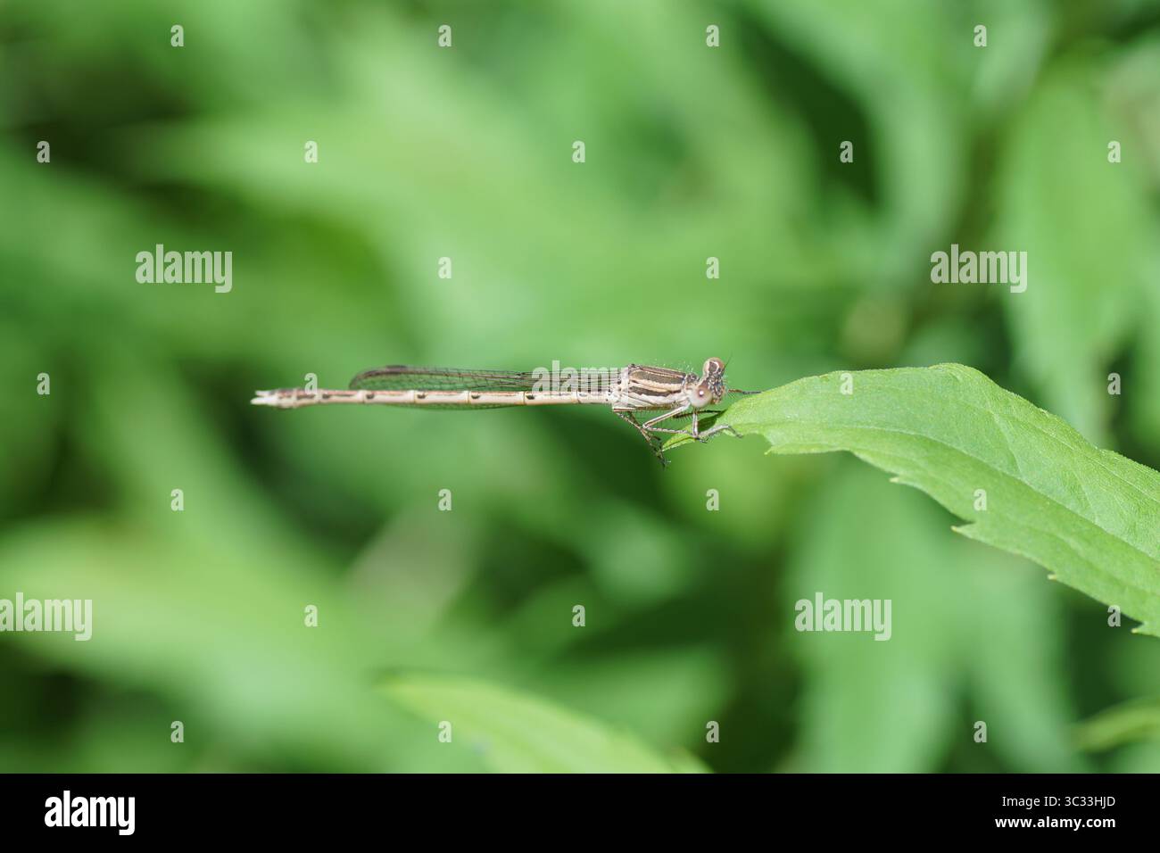 Common Winter Damselfly (Sympecma fusca). Family spreadwings (Lestidae ...