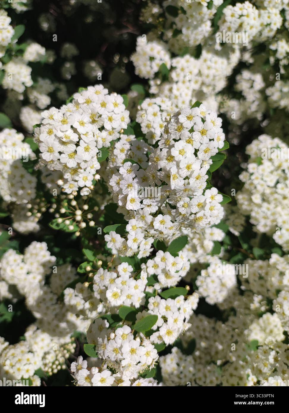 Baby breath spirea hi-res stock photography and images - Alamy