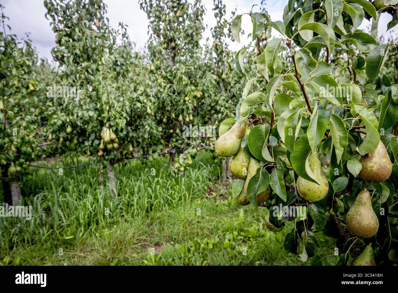 THE MAIN - Pears hang from a pear tree in fruit tree plantation. ANP ...