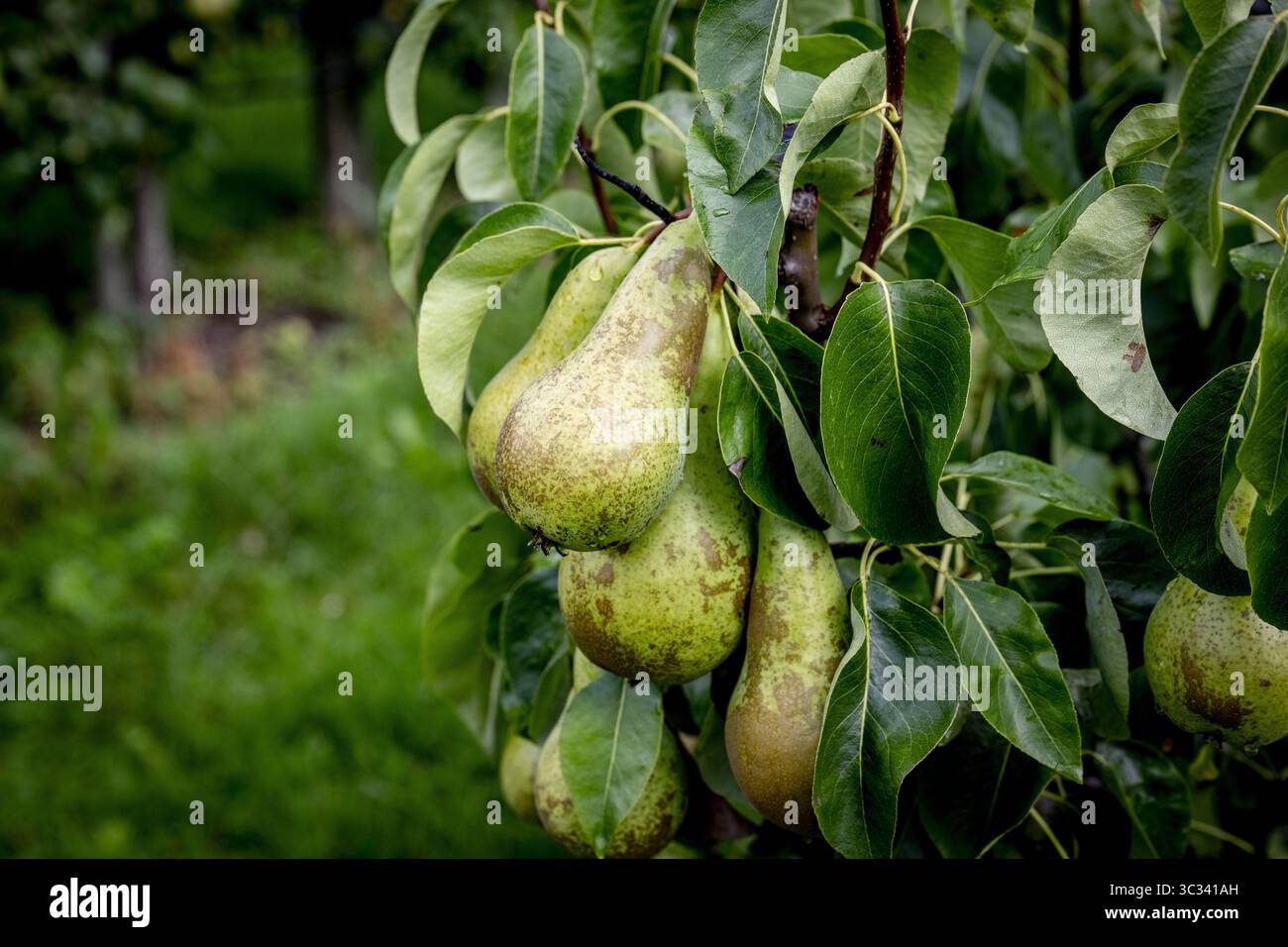 THE MAIN - Pears hang from a pear tree in fruit tree plantation. ANP ...