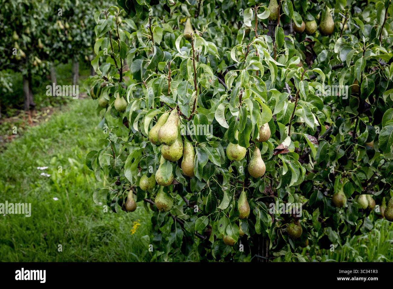 THE MAIN - Pears hang from a pear tree in fruit tree plantation. ANP ...